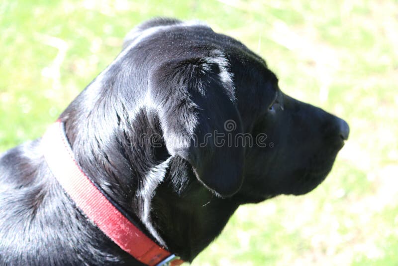 Chien De Labrador De Profil Photo stock - Image du matériau, noir: 59564128