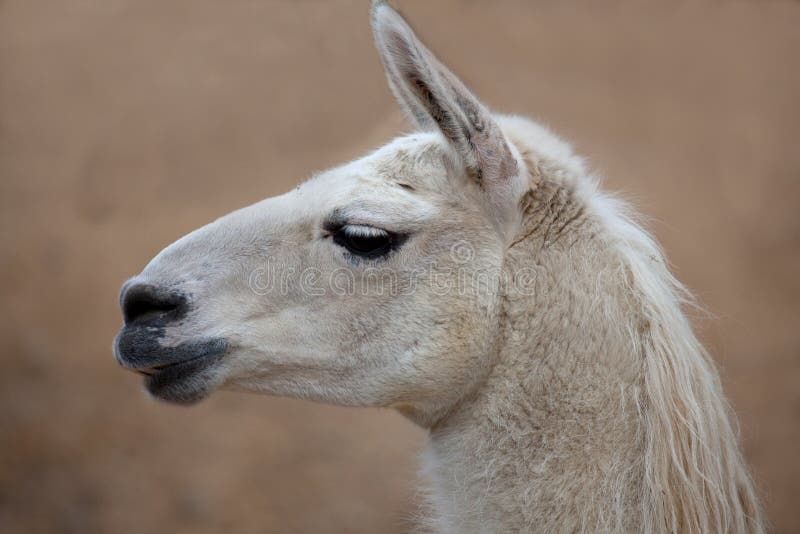 Profil de lama image stock. Image du animal, blanc, herbivore - 14253797