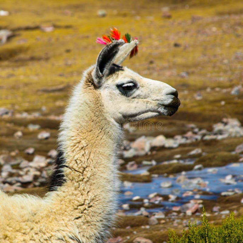 Profil de lama photo stock. Image du oreilles, animal - 40687874