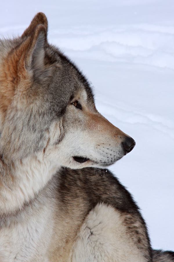 2,751 Photos de Profil De Loup - Photos de stock gratuites et libres de ...