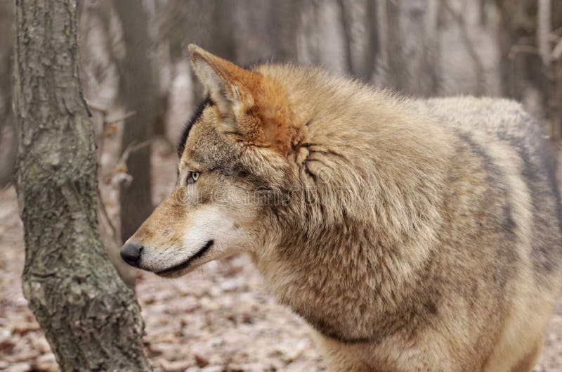 Profil de loup photo stock. Image du alpha, canis, chenil - 28861818