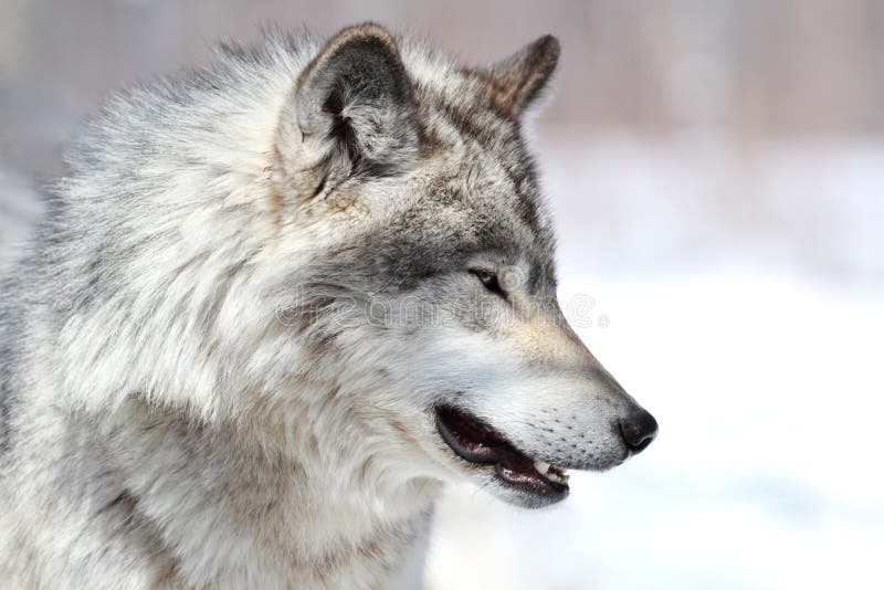 Profil de loup photo stock. Image du gris, mammifère - 55096384