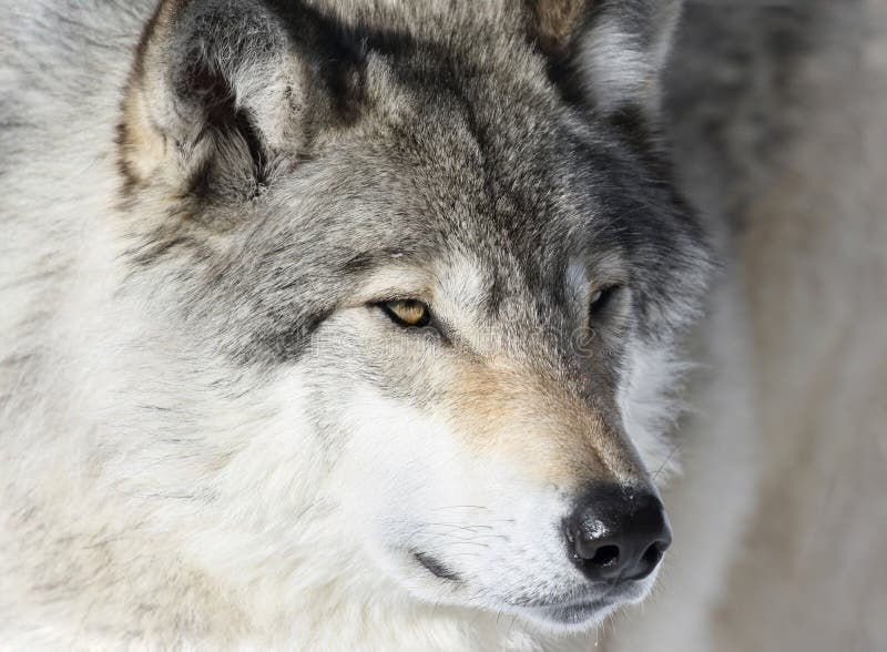 Profil de loup photo stock. Image du profil, nature, pouvoir - 66654866