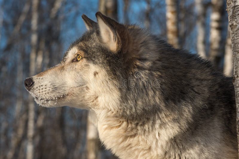 2,231 Profil De Loup Photos libres de droits et gratuites de Dreamstime