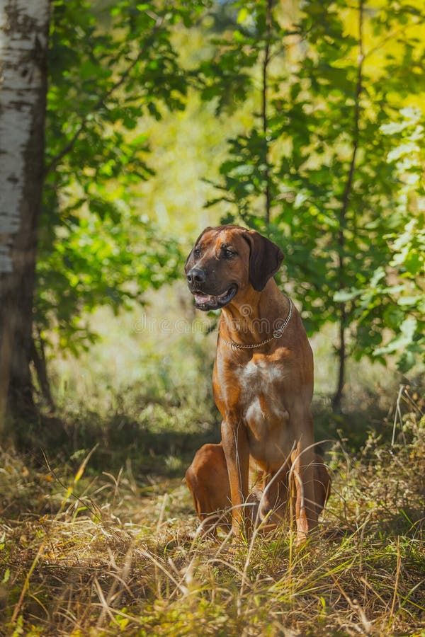 Chiot De Rhodesian Ridgeback Image stock - Image du bille, race: 6025631