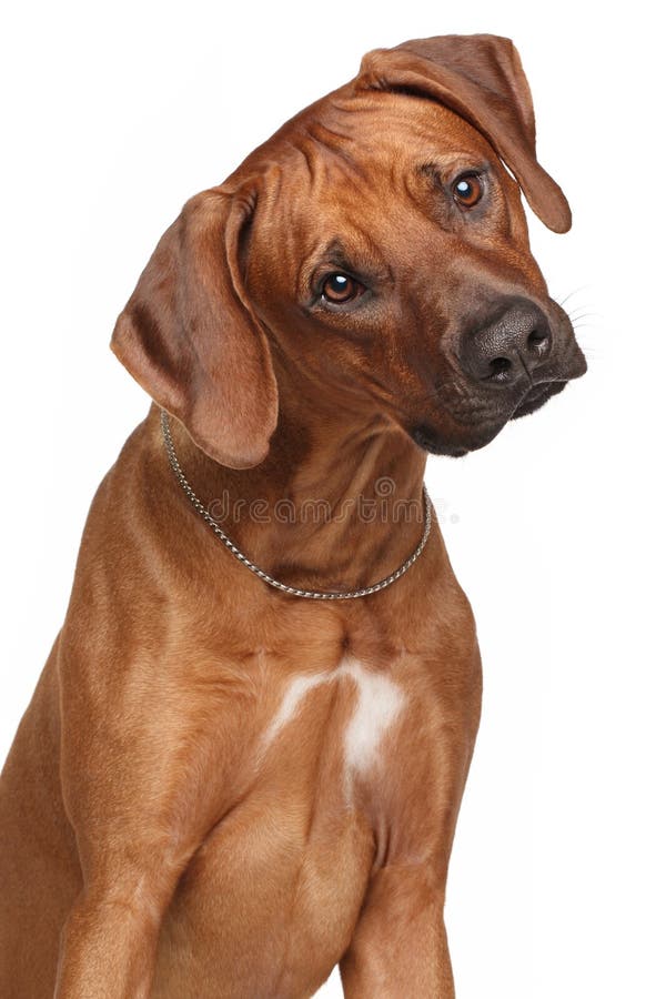 Profil De Rhodesian Ridgeback Image stock - Image du isolement, brun ...