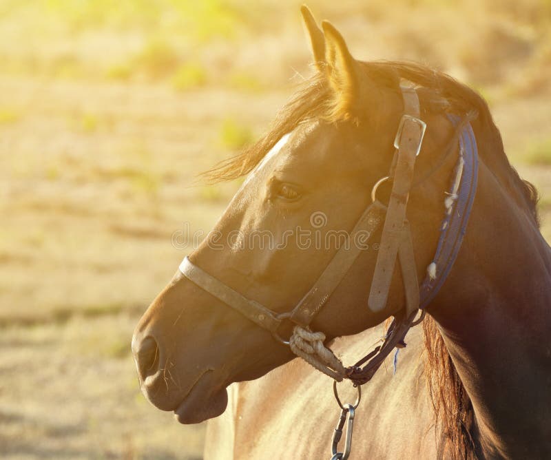 Profil D'un Visage De Cheval Image stock - Image du oreilles, jument ...