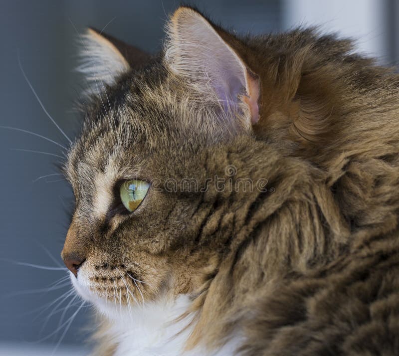 Profil Einer Recht Sibirischen Katze, Weibliche Braune Getigerte Katze ...