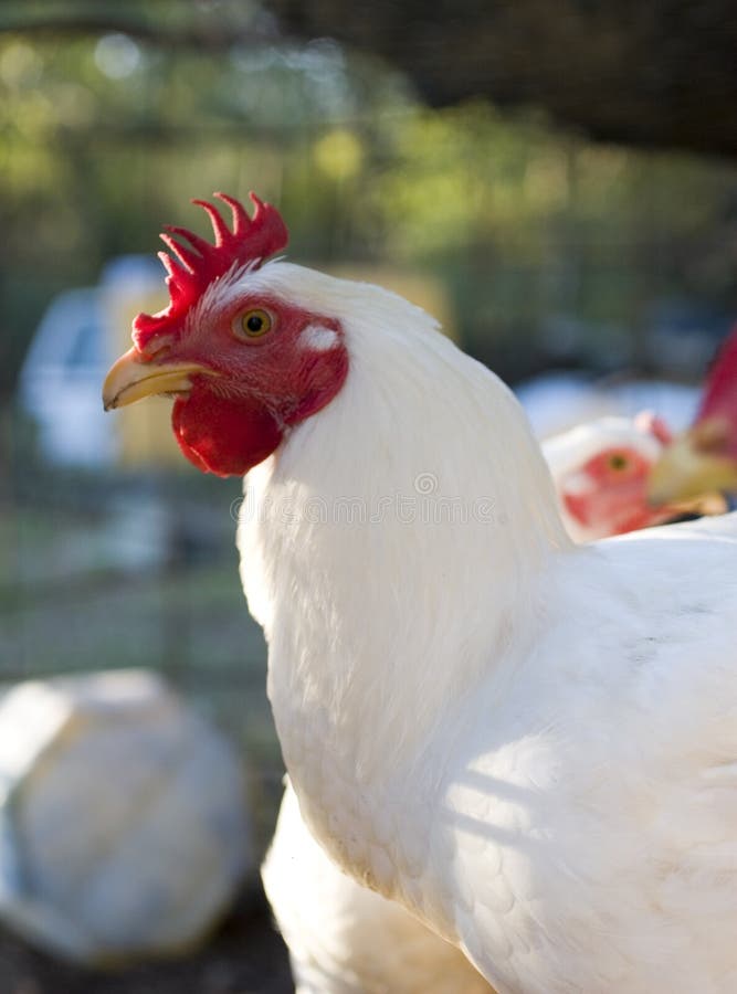 Weißes Huhn stockbild. Bild von huhn, hell, bauernhof - 5925975
