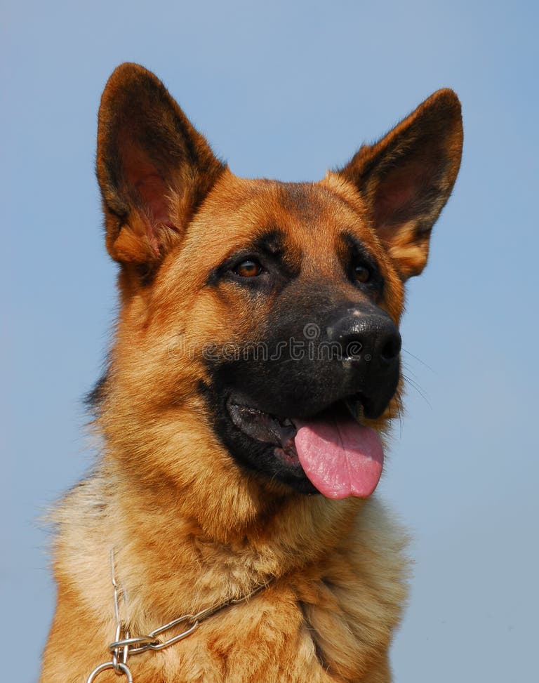 1,066 Mondian Profil Stock Photos - Free & Royalty-Free Stock Photos ...