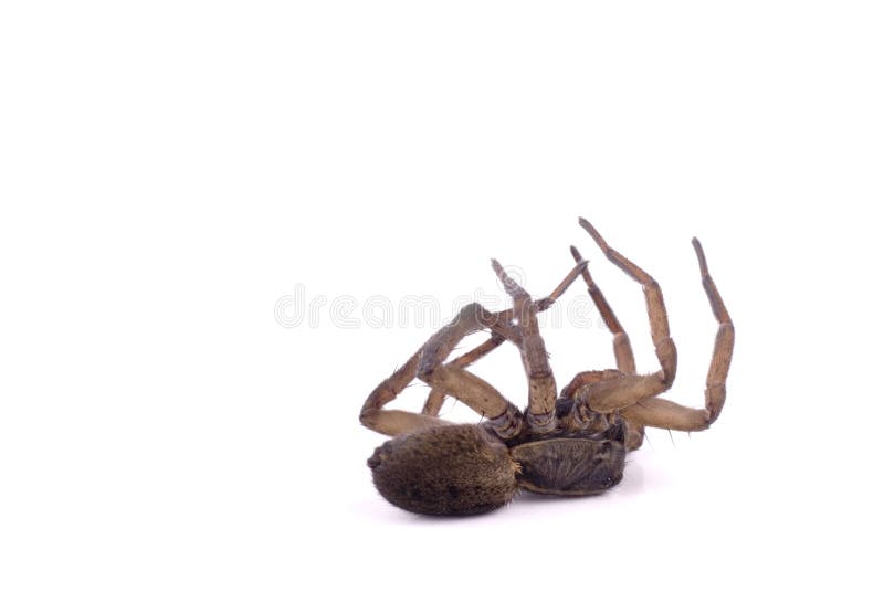 Profil Mort D'araignée De Loup Photo stock - Image du loup, brun: 29151876