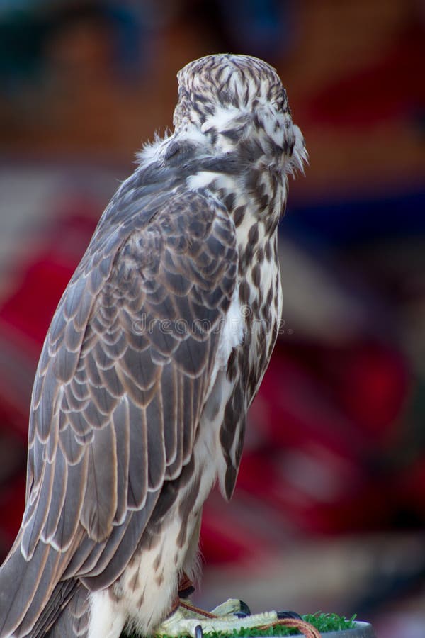 Faucon Arabe sur sa perche photo stock. Image du fauconnerie - 113199672