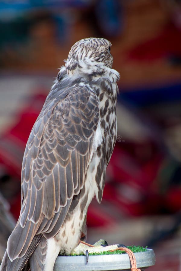Faucon Arabe sur sa perche photo stock. Image du fauconnerie - 113199672