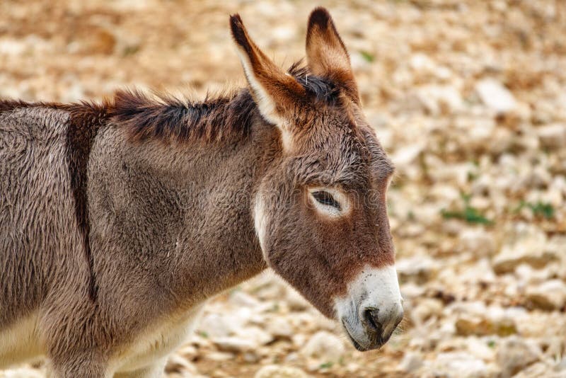 Blindes Esel Im Freien Museum In Zypern Stockbild - Bild von zypern ...