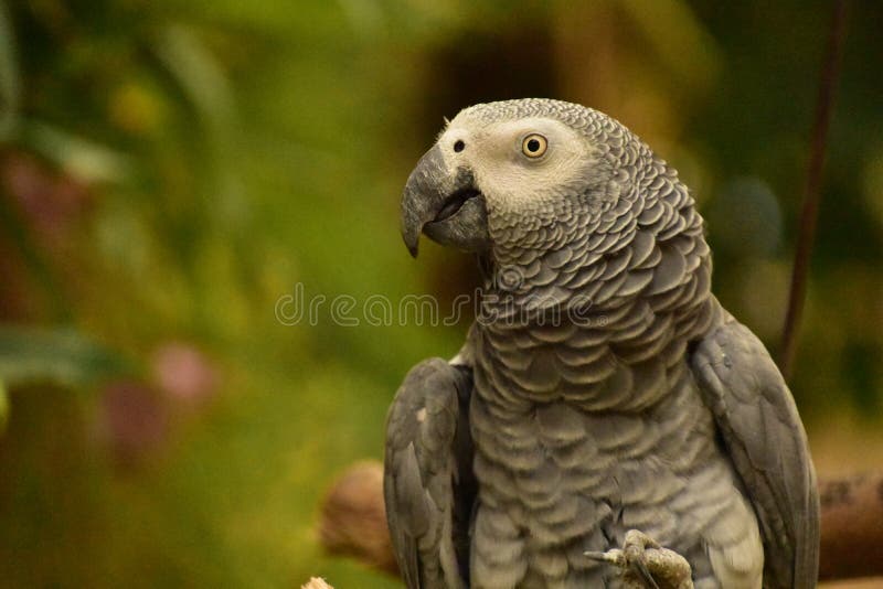 Profile of an African Grey Parrot with Its Foot Raised Stock Photo ...