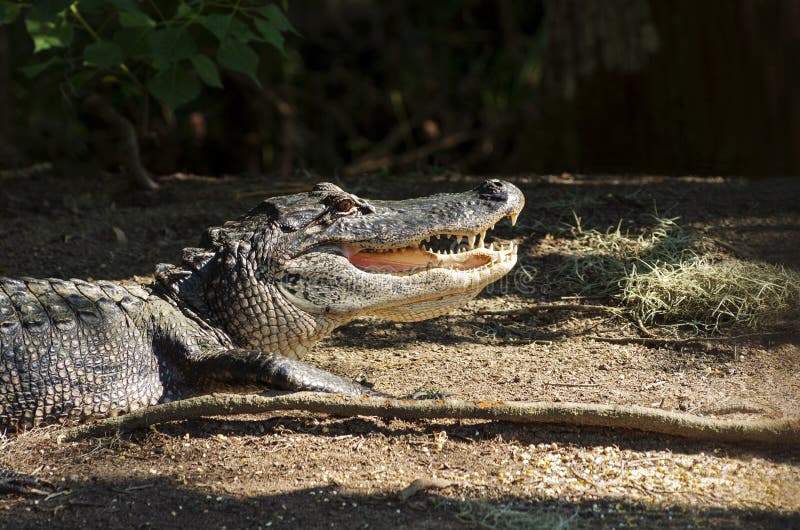 Alligator Profile Picture. Image: 88329669