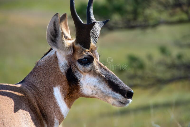 Profile of an Antelope in Profile Stock Image - Image of closeup ...