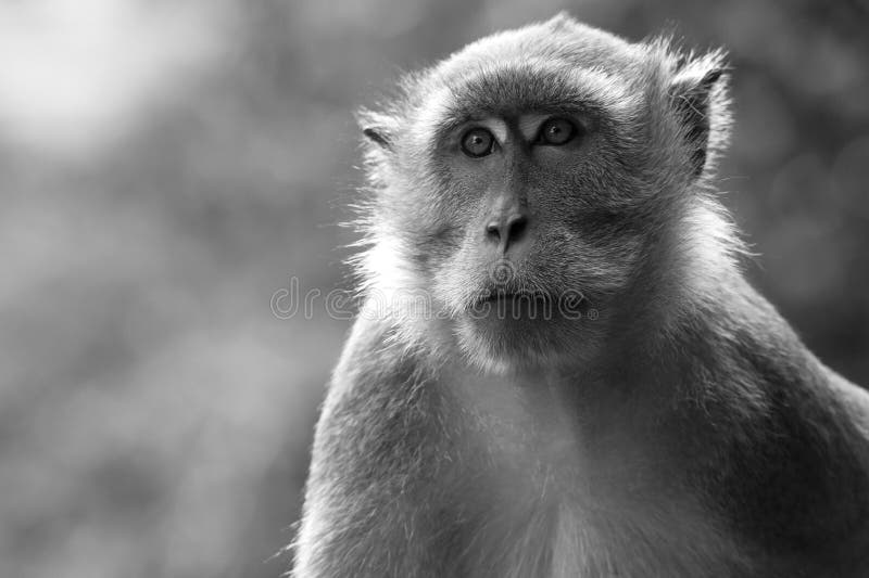 Profile of an ape stock image. Image of black, animal - 35533157