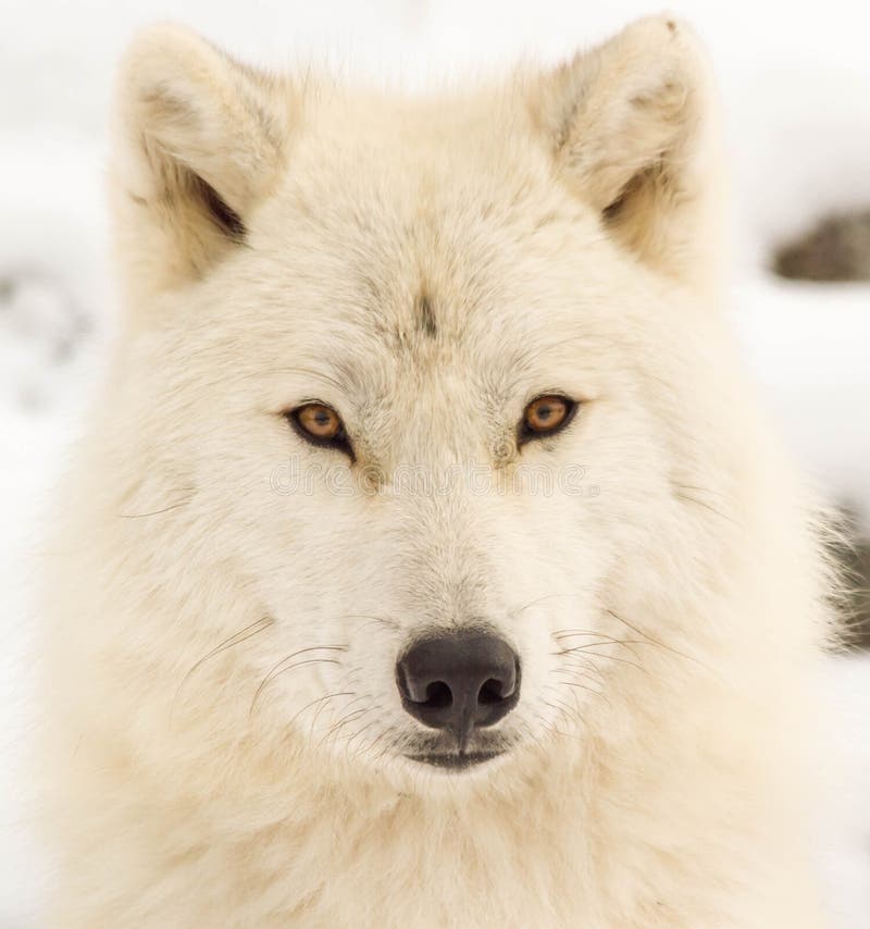 A Profile of an Arctic Wolf Stock Image - Image of snow, undomesticated ...