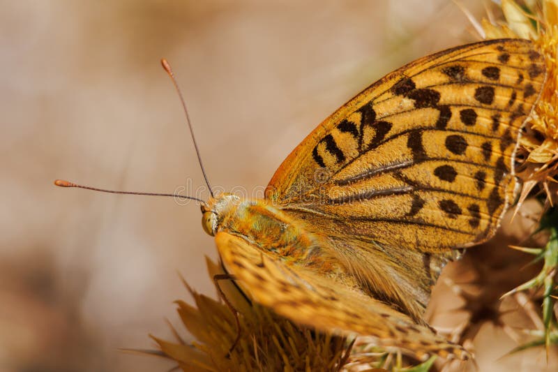 Profile of Argynnis Pandora Butterfly Where You Can See Its Veins on ... Profile of Argynnis Pandora Butterfly Where You Can See Its Veins on ...