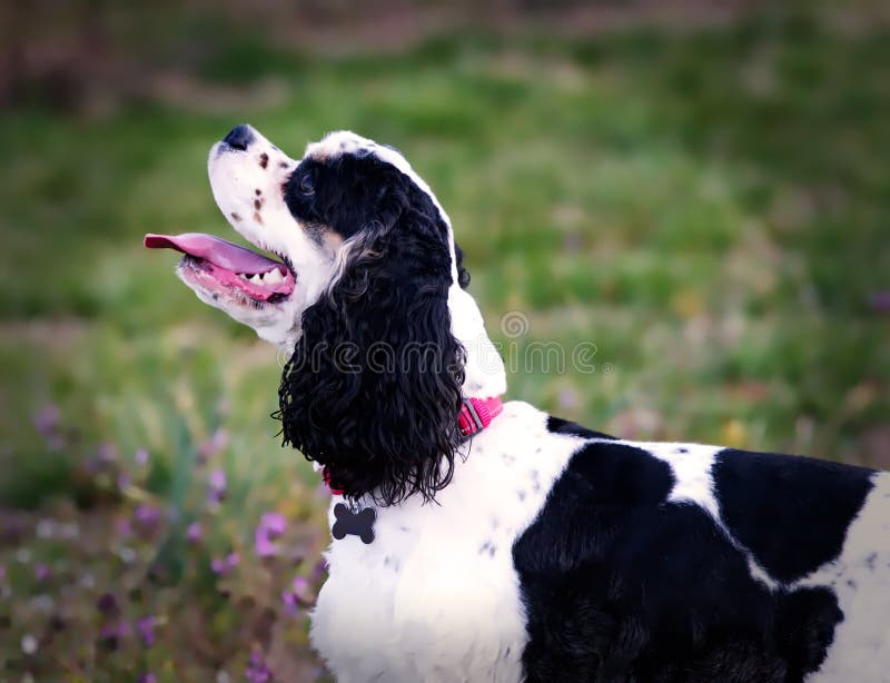A Profile of a Beautiful Cocker Spaniel with His Mouth Open Stock Image ...