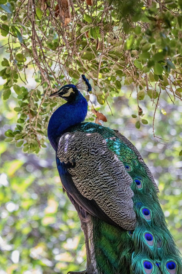 Peacock in a tree stock image. Image of colorful, bird - 150080375