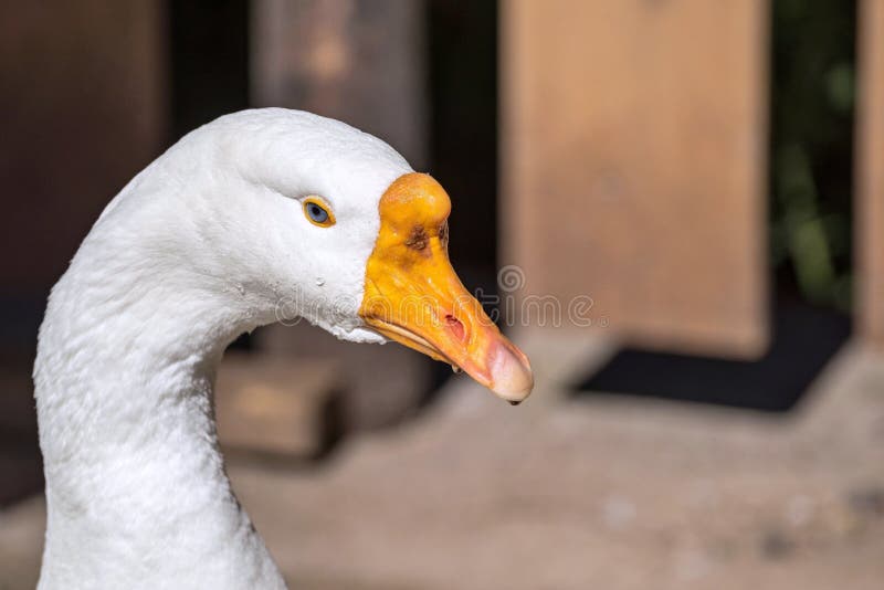 Profile of big white goose stock photo. Image of profile - 61609668