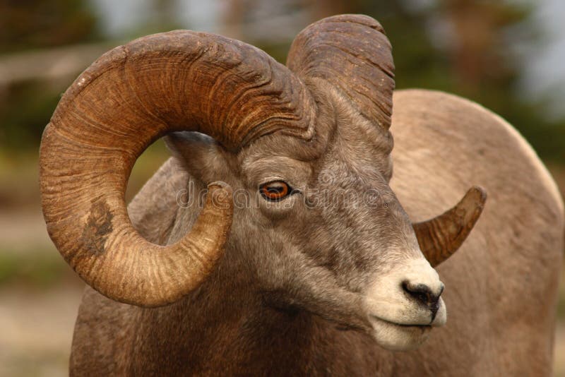 Profile of Bighorn Ram stock image. Image of national - 20130907