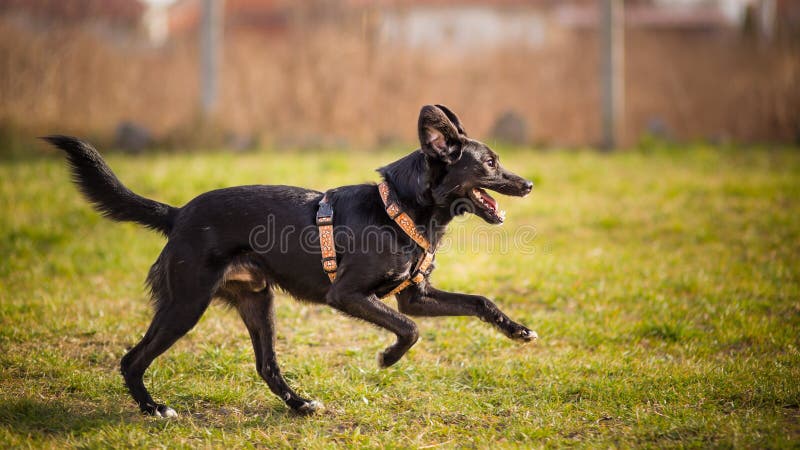 Profile of a Black Dog Running Stock Photo - Image of doggy, motion ...