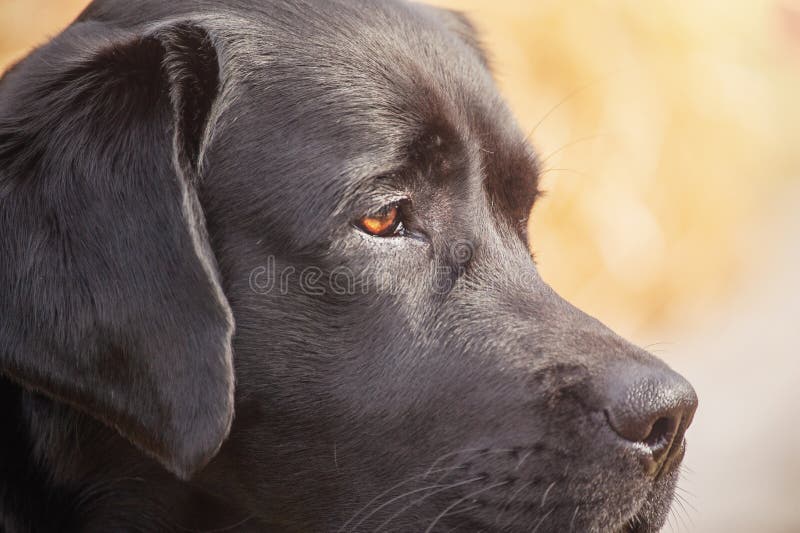 Profile of a Black Dog in Sunlight. Black Labrador Retriever Stock ...