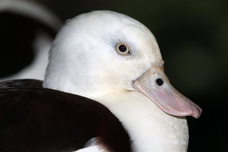 Duck profile stock photo. Image of profile, portrait - 107046780