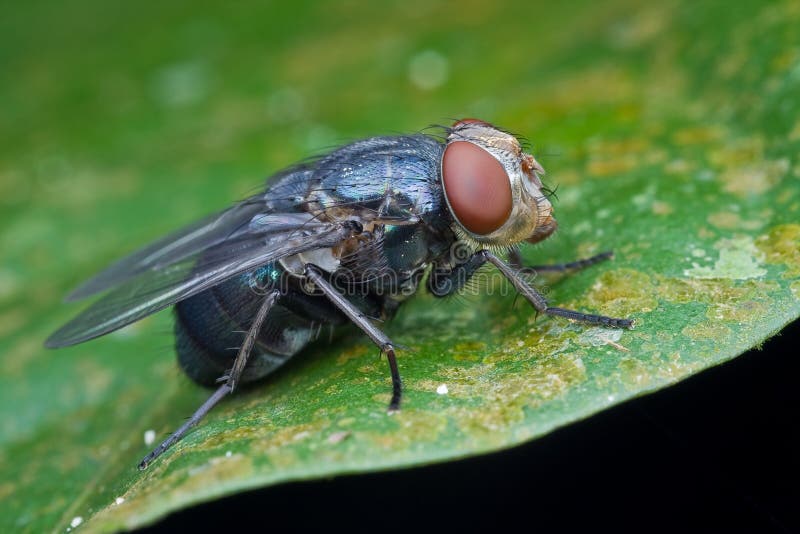 Profile of a Blue Bottle Fly Stock Image - Image of pest, wild: 19832349