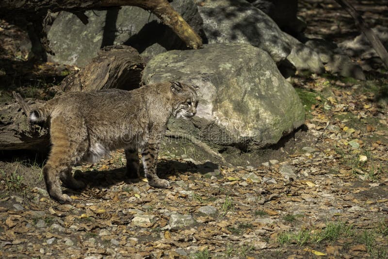 A Large Bobcat Poses on a Log. Stock Photo - Image of large, cropped ...