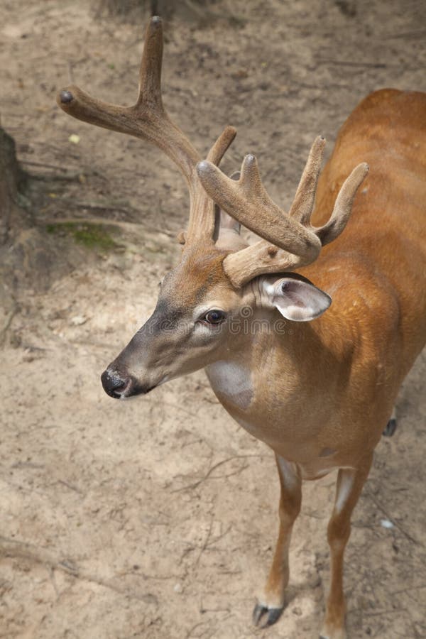 Profile of a Buck s Head stock photo. Image of hooves - 30415748