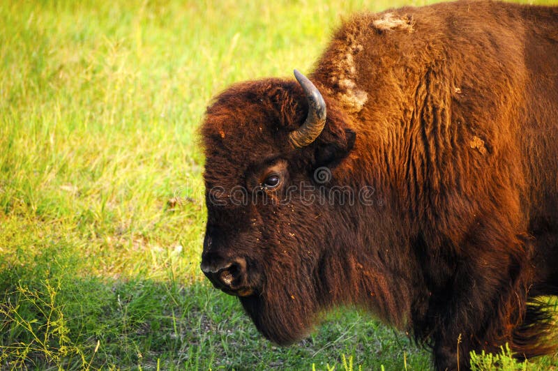 1,059 Buffalo Profile Stock Photos - Free & Royalty-Free Stock Photos ...