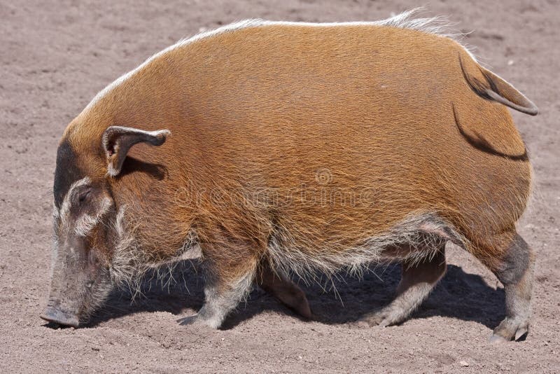 Profile of bushpig stock photo. Image of potamochoerus - 20569308