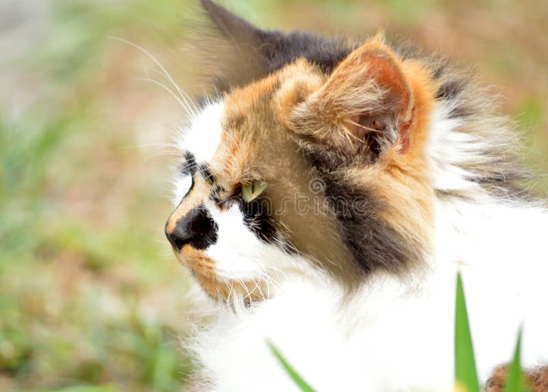 Calico Cat in Profile Sitting Near the Fence on Autumn Leaves Stock ...