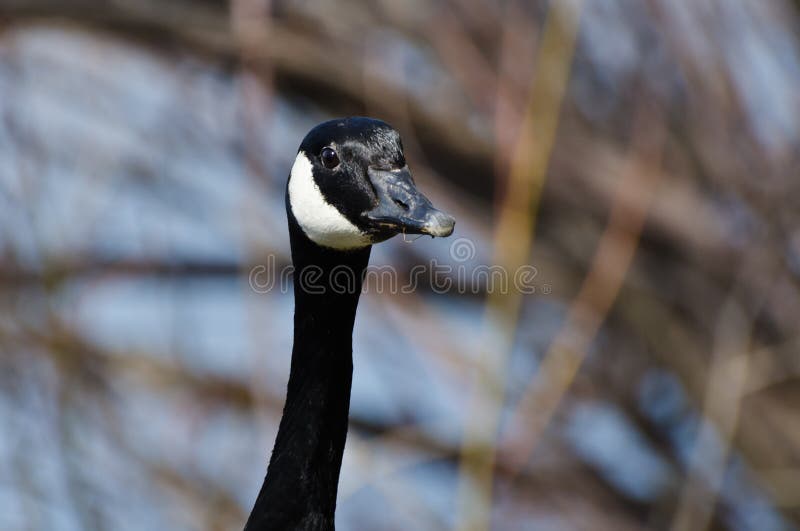 Profile of Canada Goose stock image. Image of nature - 40025083