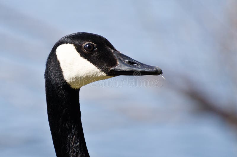 Profile of Canada Goose stock photo. Image of wildlife - 39849258