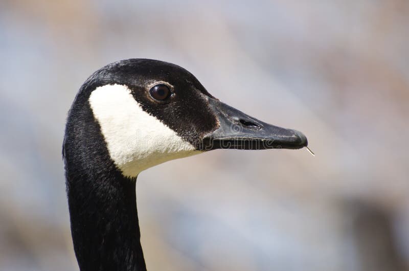 Profile of Canada Goose stock image. Image of goose, close - 40759991