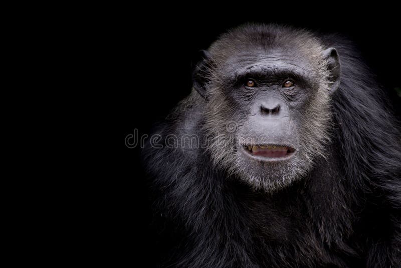 Cute Chimpanzee Smile And Catch Big Branch And Look Straight To Stock ...
