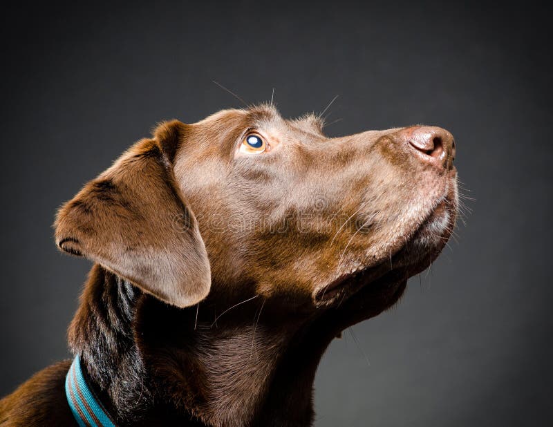 Profile of a chocolate lab stock photo. Image of adorable - 44132142
