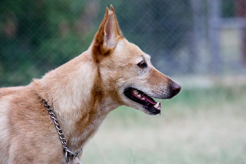 Profile Close Up of Dingo Crossbreed Dog Stock Photo - Image of ...