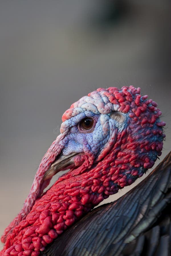 Profile of the Colorfully Head of a Turkey Stock Photo - Image of ...
