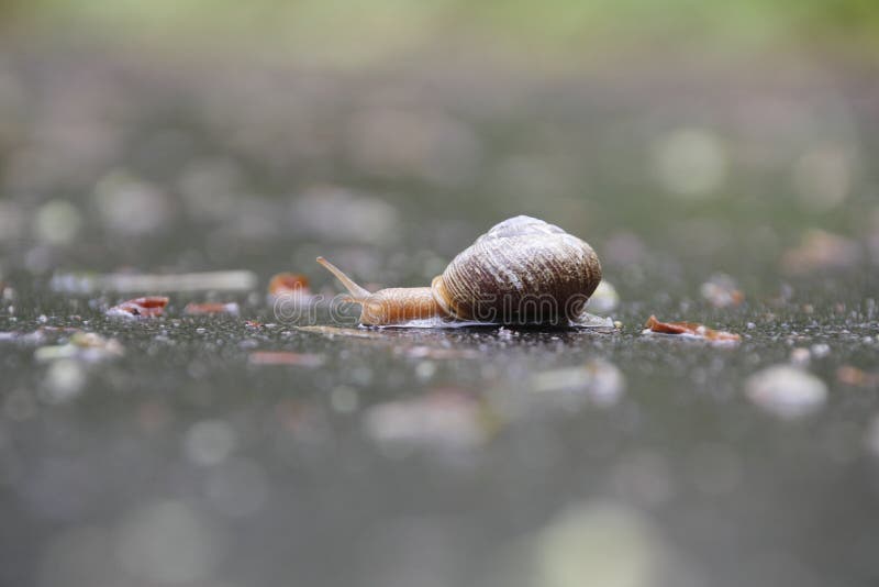 Profile of Common Snail stock image. Image of antenna - 40371265