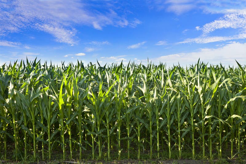 Profile of corn crop stock photo. Image of grain, agriculture - 32955534