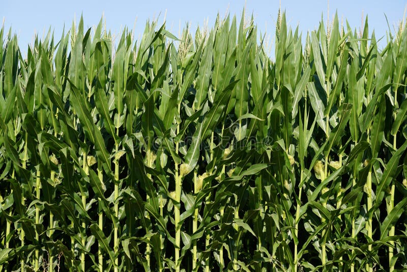 Profile of Corn Field stock photo. Image of biological - 55664910