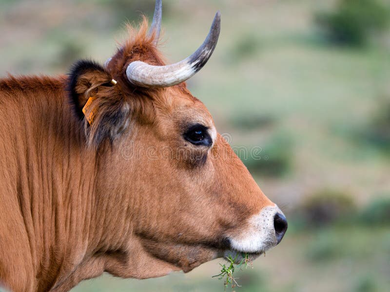 Cow Profile Stock Photos - Download 1,359 Royalty Free Photos
