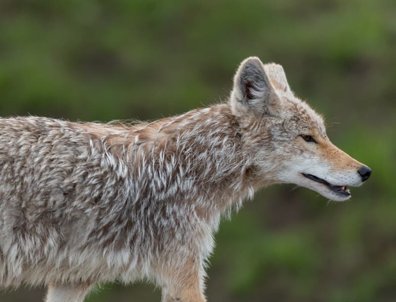 Profile of Coyote Against Green Background Stock Photo - Image of ...
