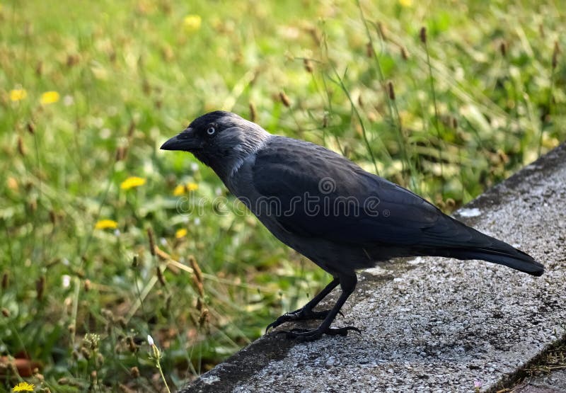 Profile of a crow stock photo. Image of green, plumage - 78775346